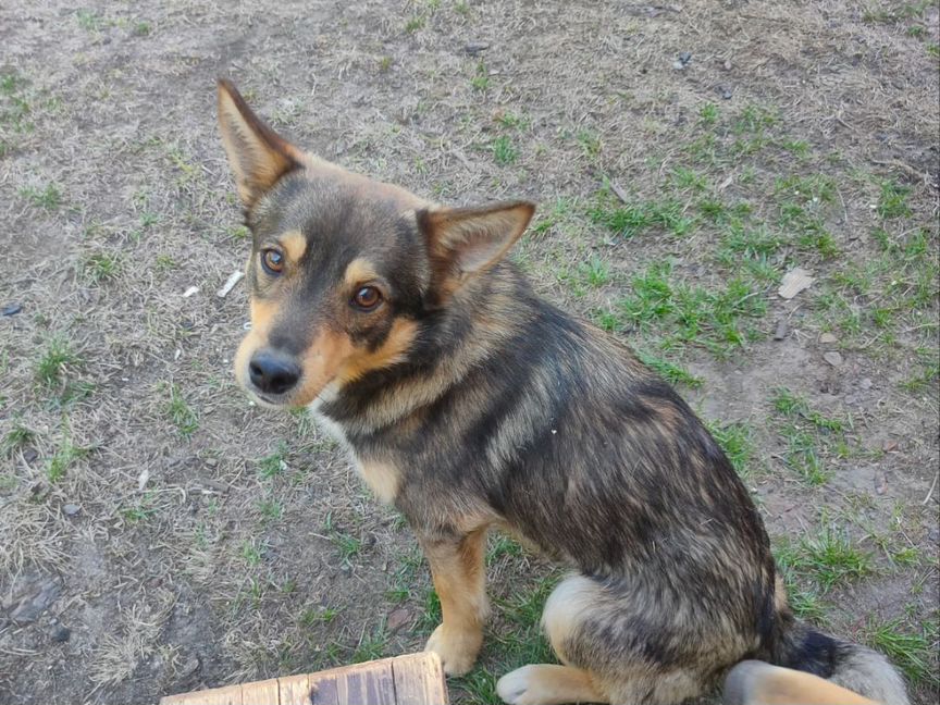 Мелкий дворянин