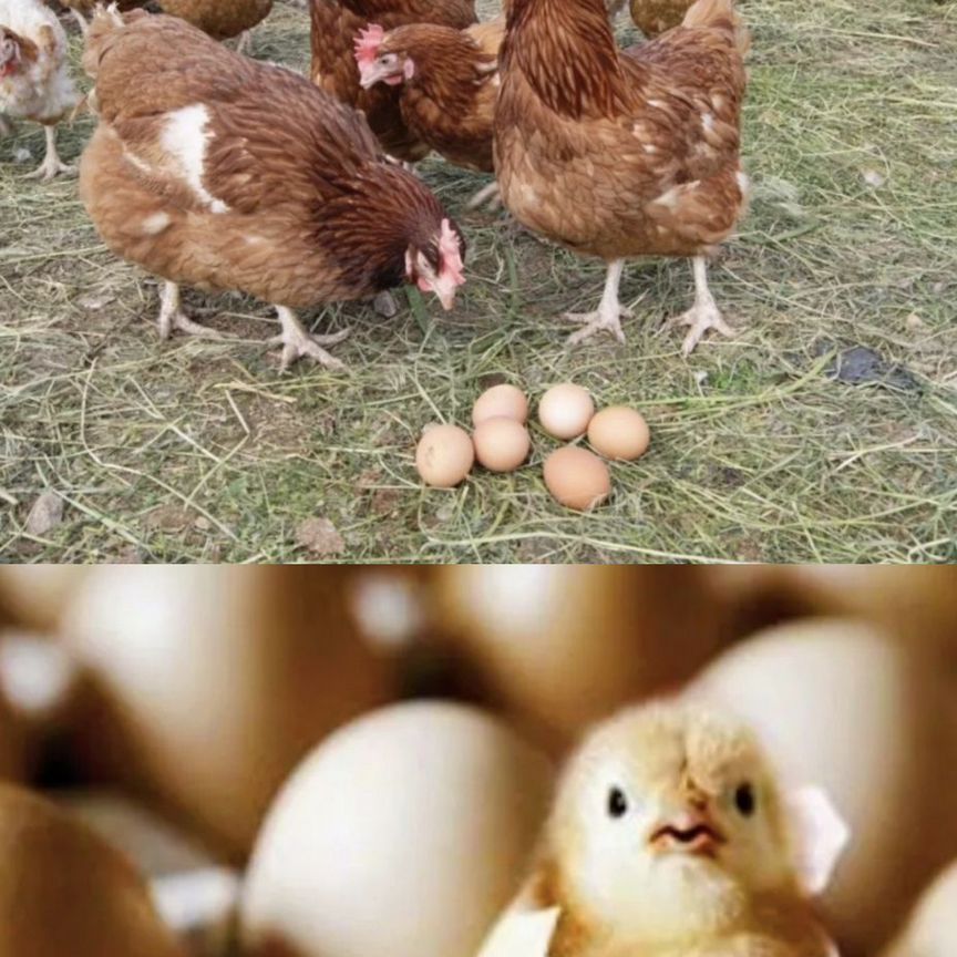 Инкубационное яйцо кур хайсек браун