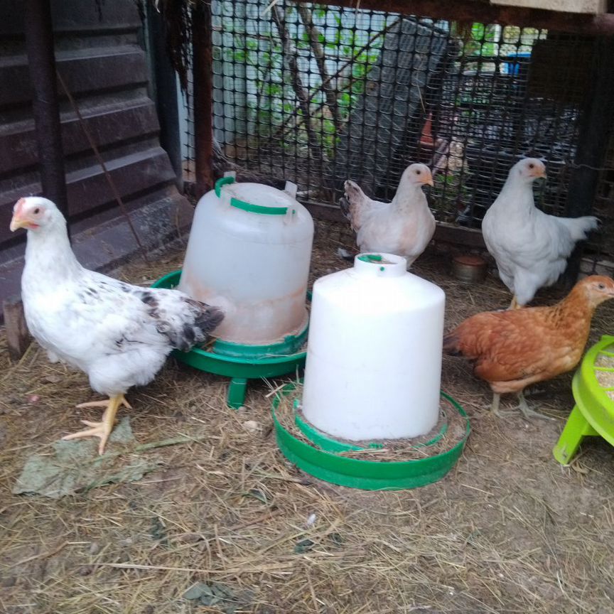 Продам домашних курей