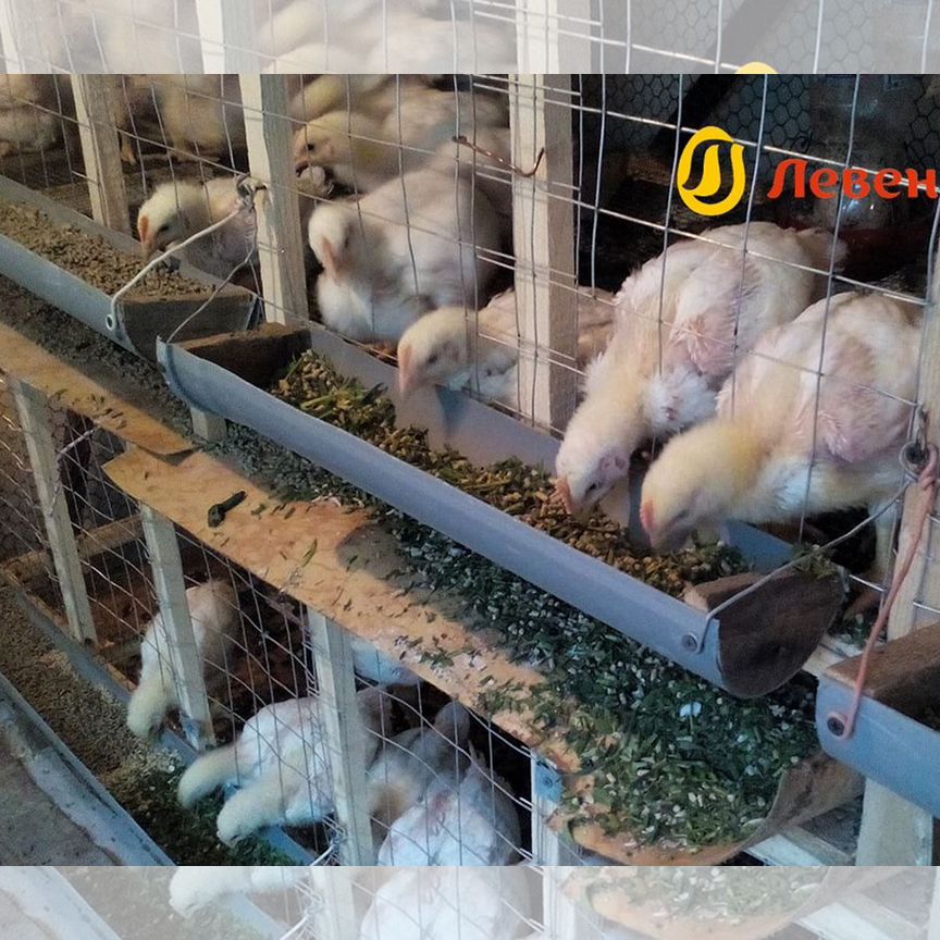 Цыплята бройлеры росс-308 (суточные)