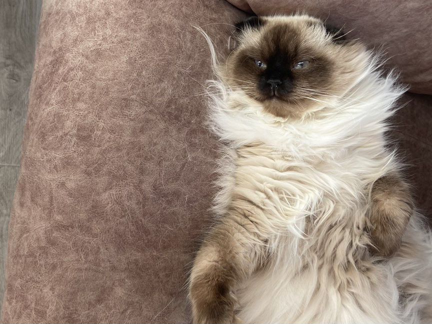 Кот для вязки