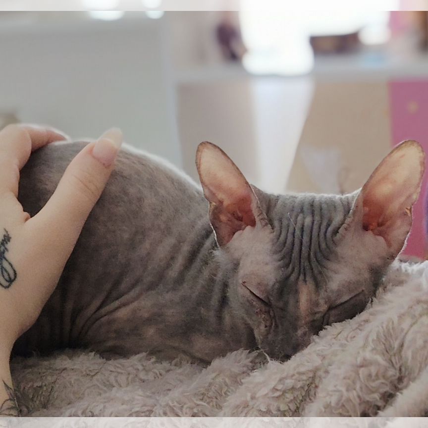 Донской сфинкс котёнок