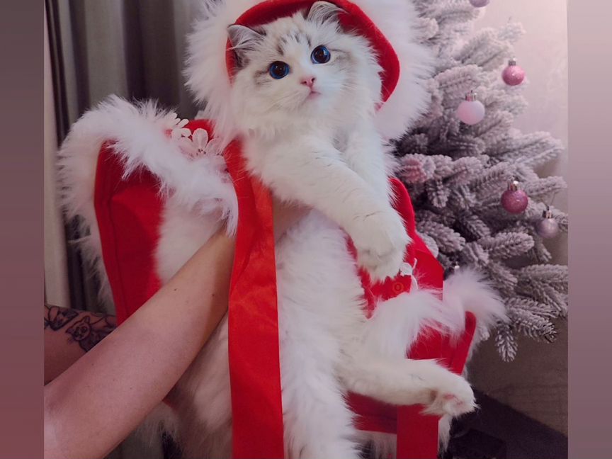 Новогодние рэгдолл котята BlueBellDolls