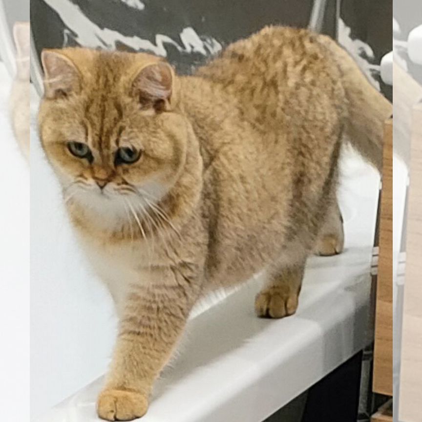 Кошки породистые