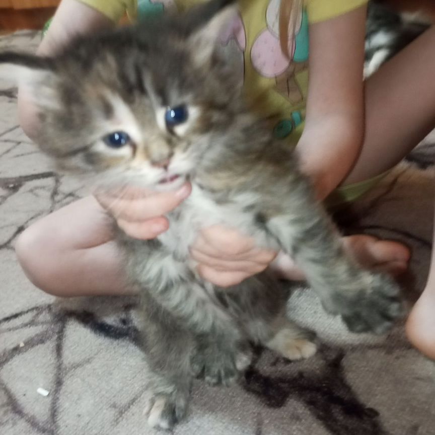 Мейн-кун котёнок