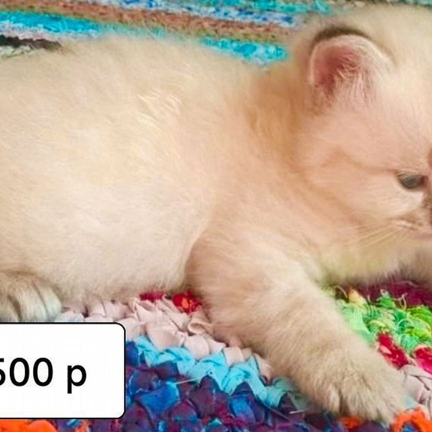 Невская маскарадная, котята, девочки