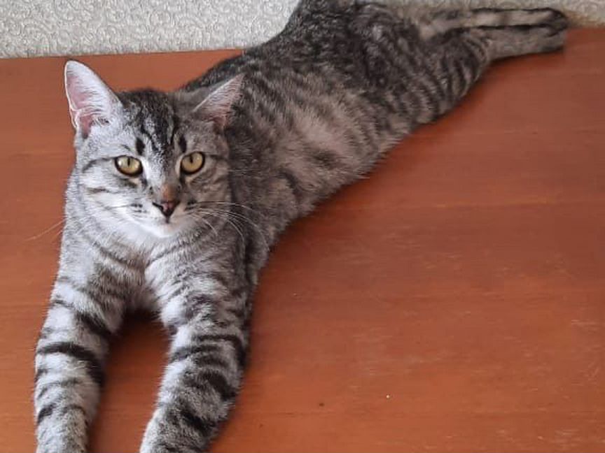 Котик в добрые руки