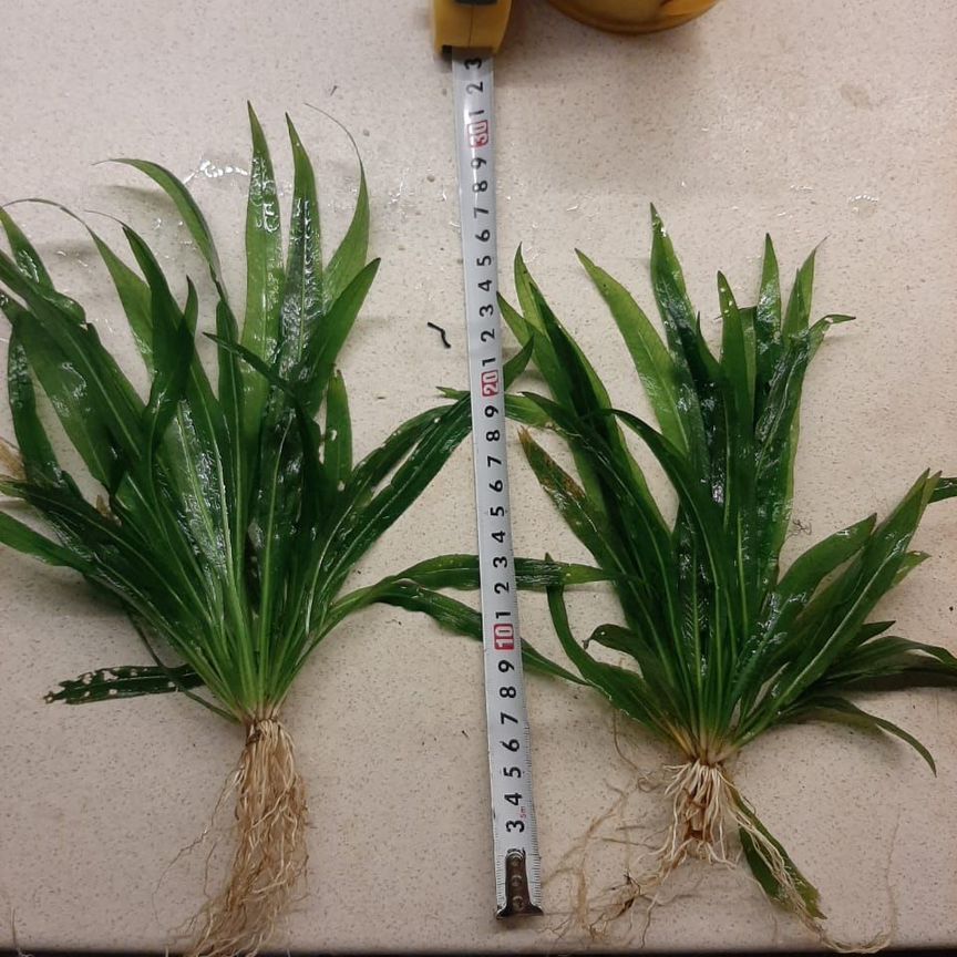 Эхинадорус амазонский