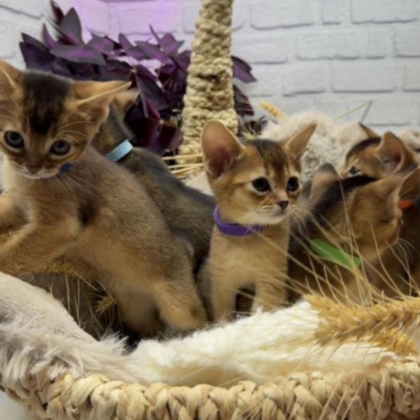 Абиссинский котёнок