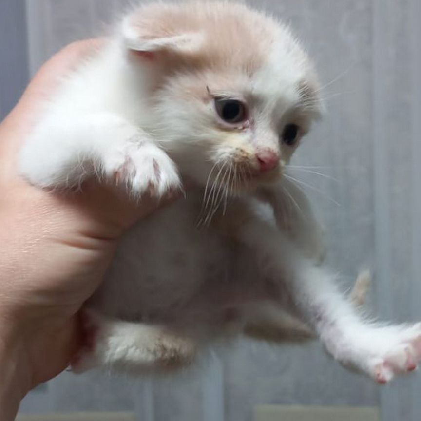 Котик вислоухий