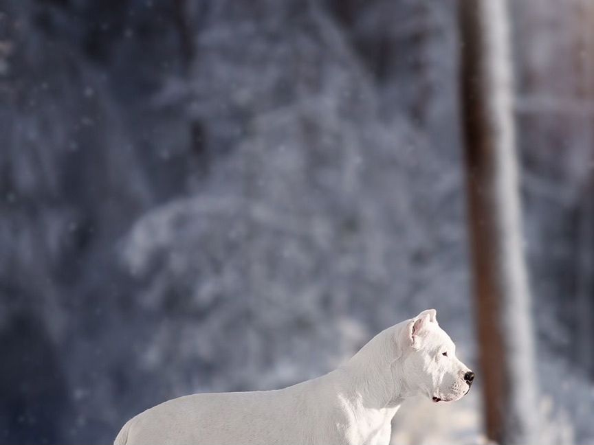 Аргентинский дог