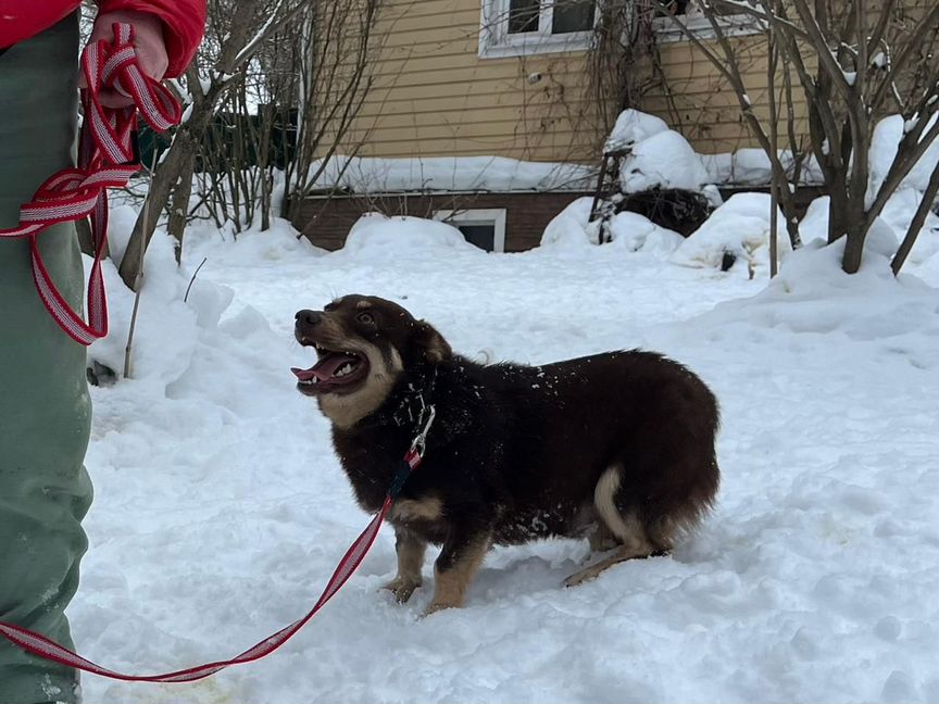 Отдам коротколапую собаку в дар