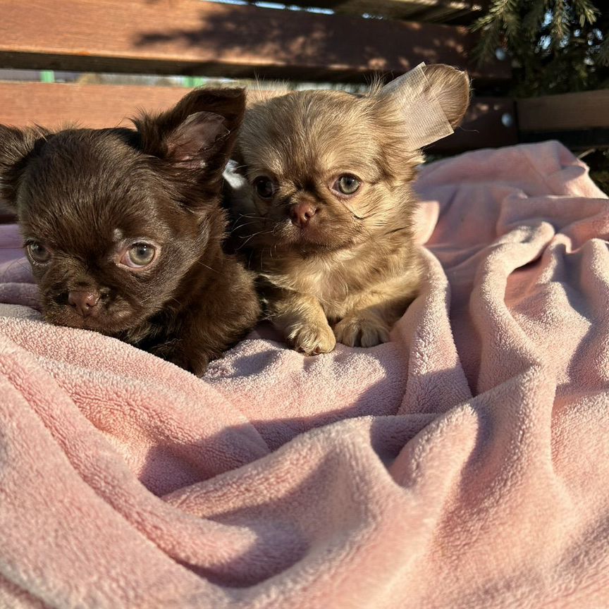 Чихуахуа лапочки