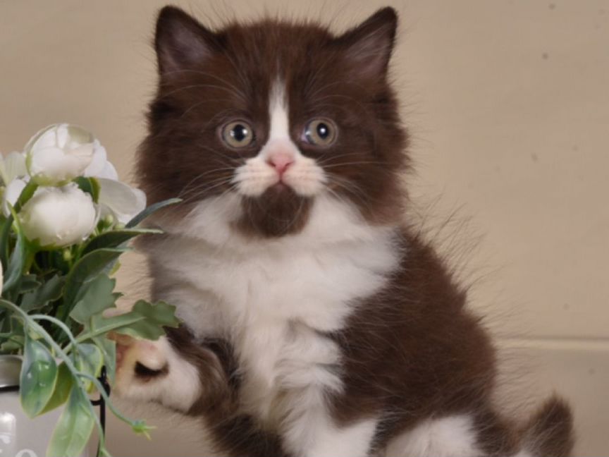 Модная киса