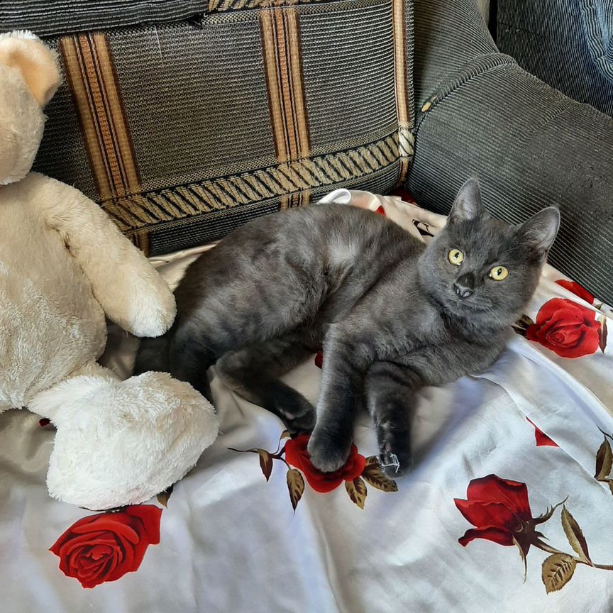 Котята мальчики 3 мес - в добрые руки
