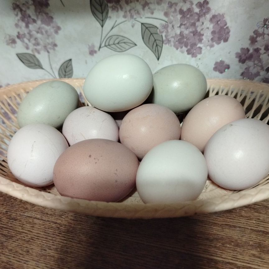 Инкубационное яйцо кур