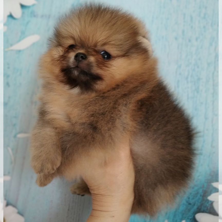 Померанский шпиц, щенок