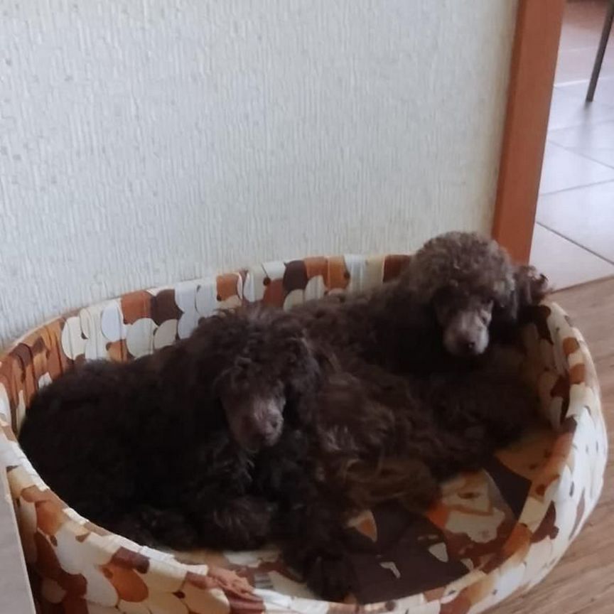 Пудель, той и карлики