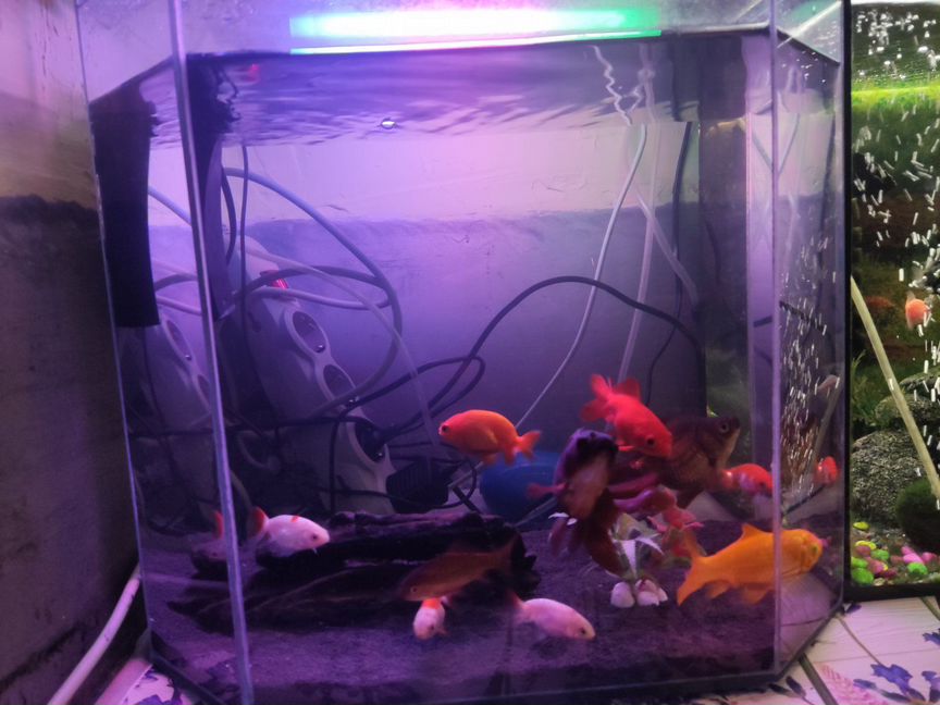 Продаю аквариум и рыбки