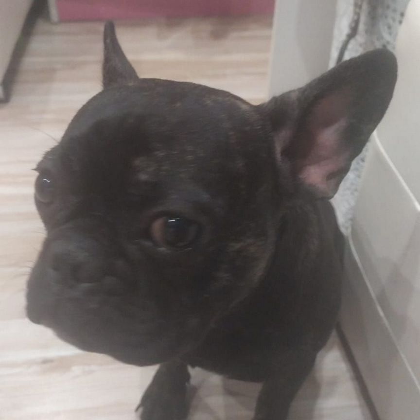 Французский бульдог