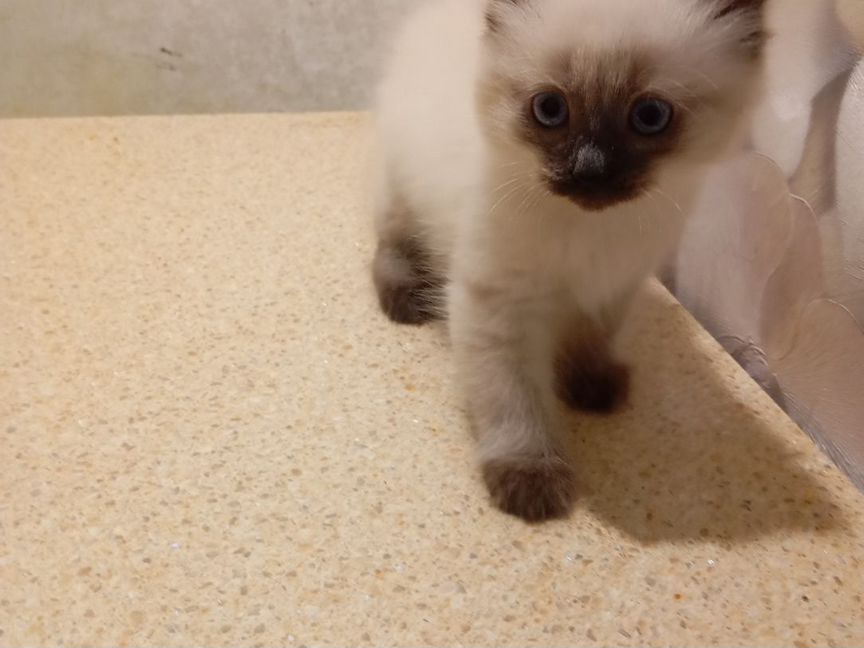 Кошка в дар