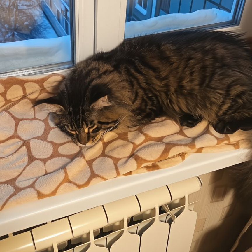 Мейн-кун котёнок