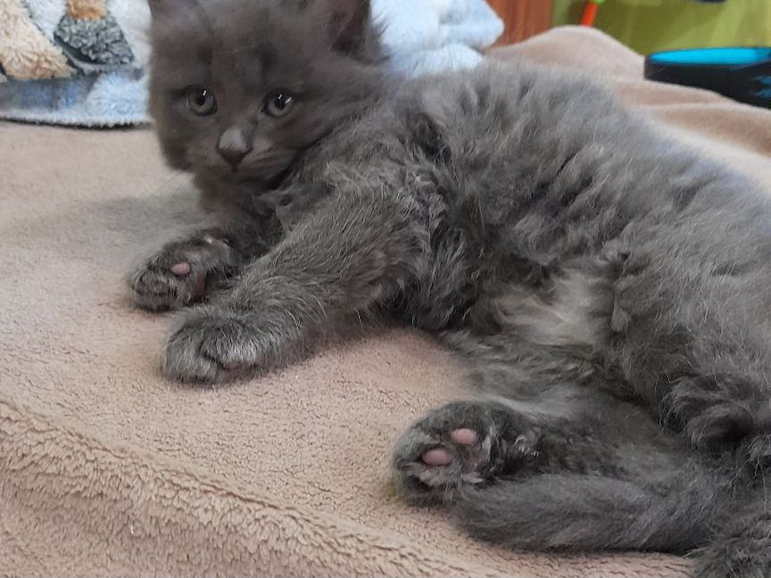 Котята в добрые руки бесплатно