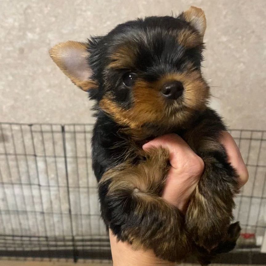 Йоркширский терьер девчуля