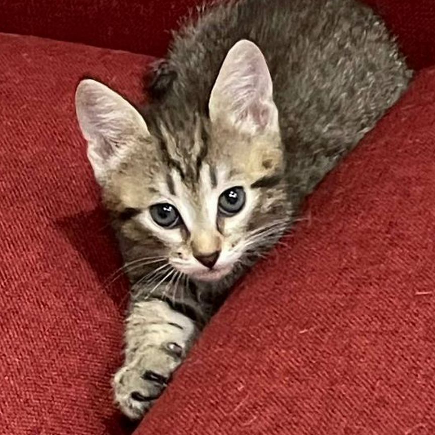 Котёнок в добрые руки