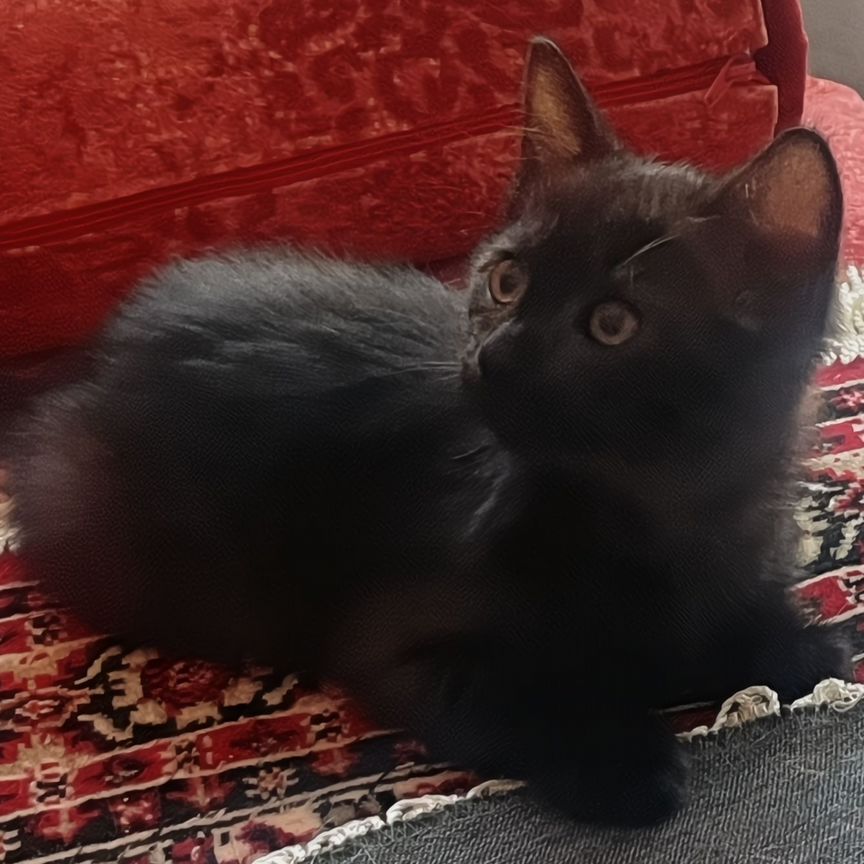 Котёнок от частного владельца