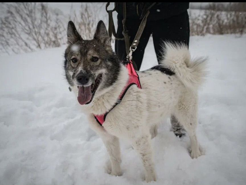 Красавица Тэффи уже в пути к вам:)