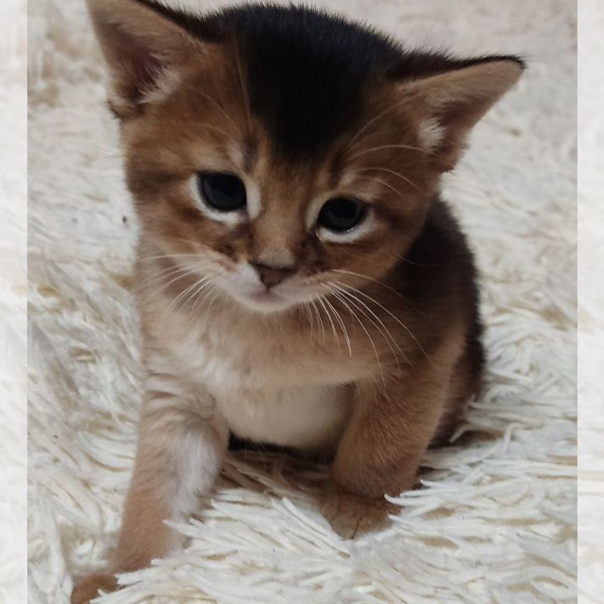 Сомалийские котята
