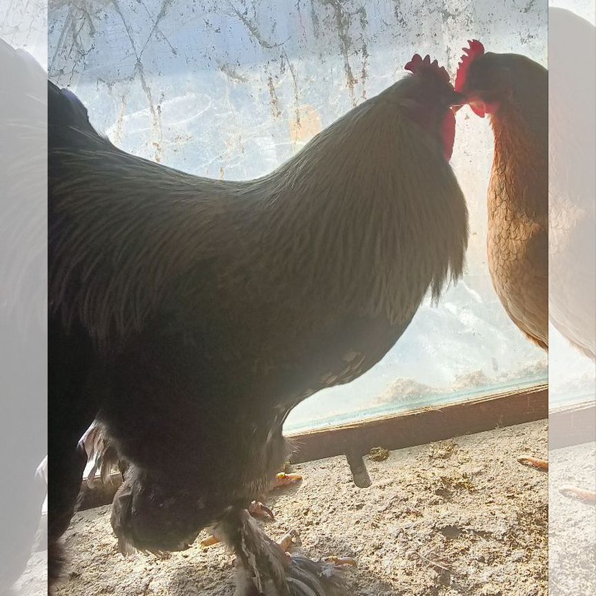 Молодые петухи брама