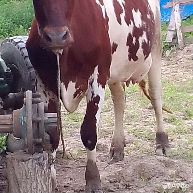 Карова айрширка