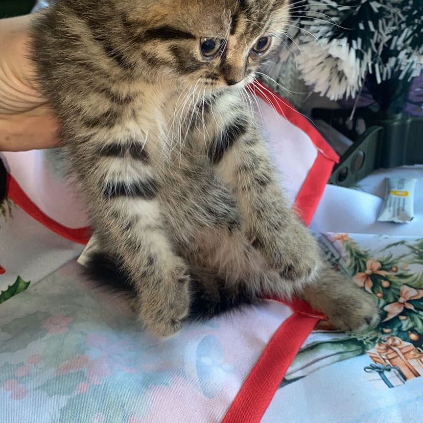 Котенок мальчик, шотландец,прямоухий