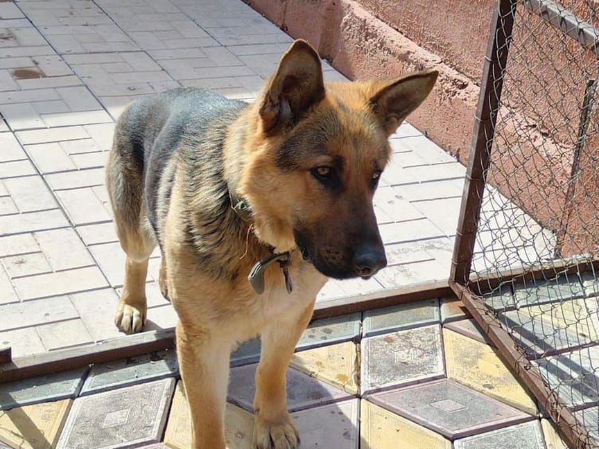 Немецкая овчарка