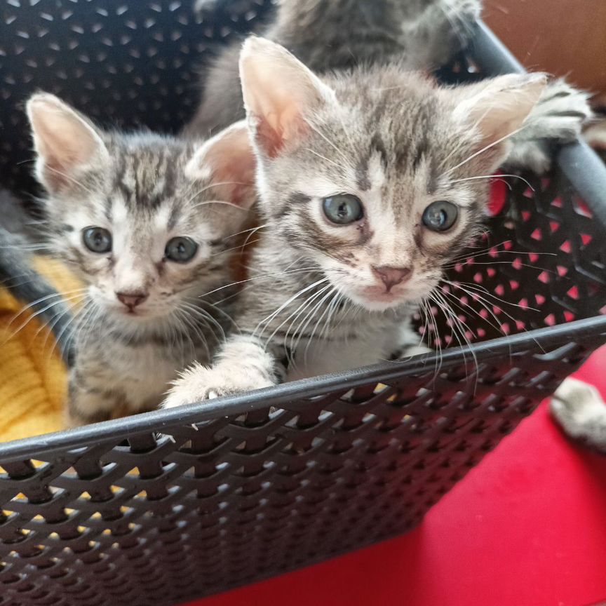 Котята Саванна ф6 Екатеринбург