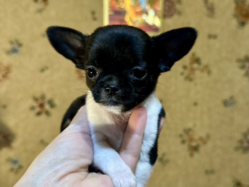 Щенки чихуахуа