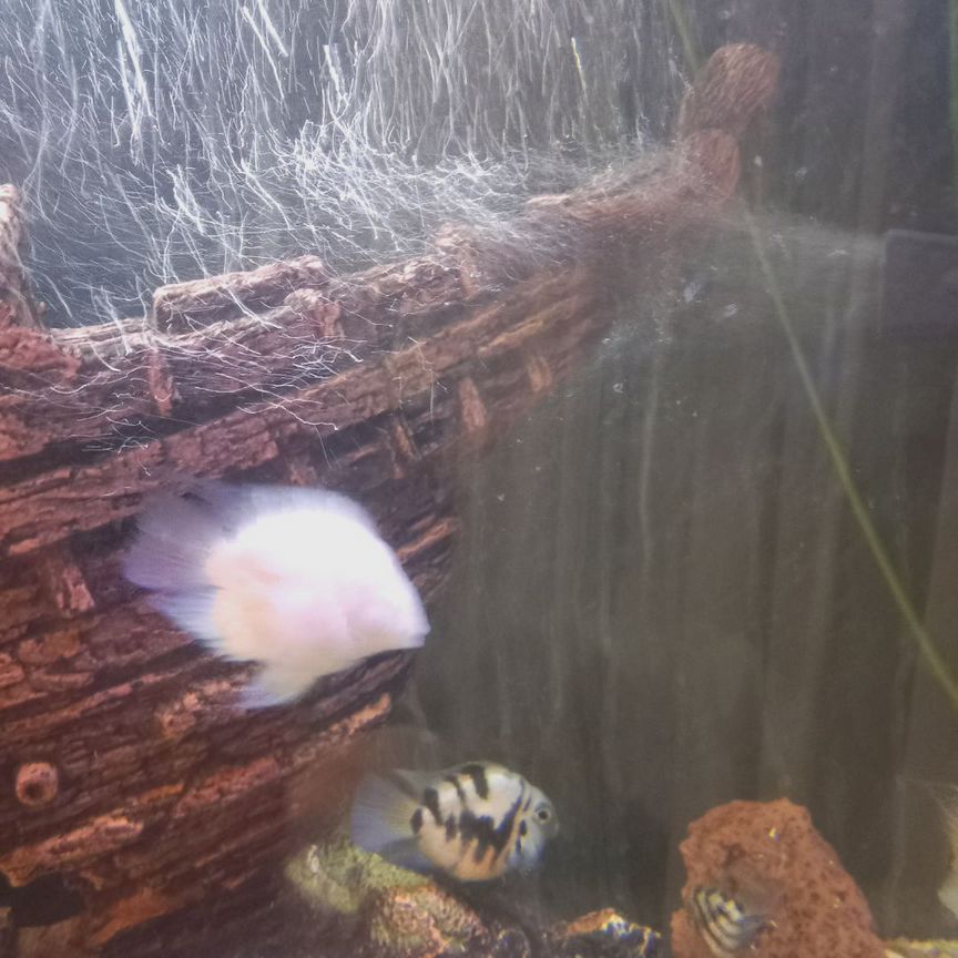 Платиновый мини попугай