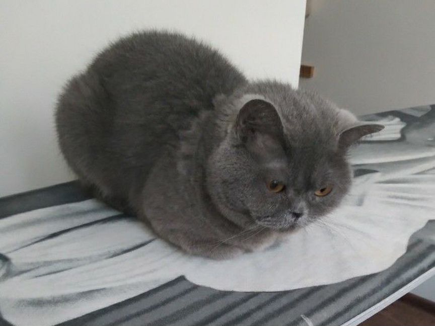Британская кошка в дар