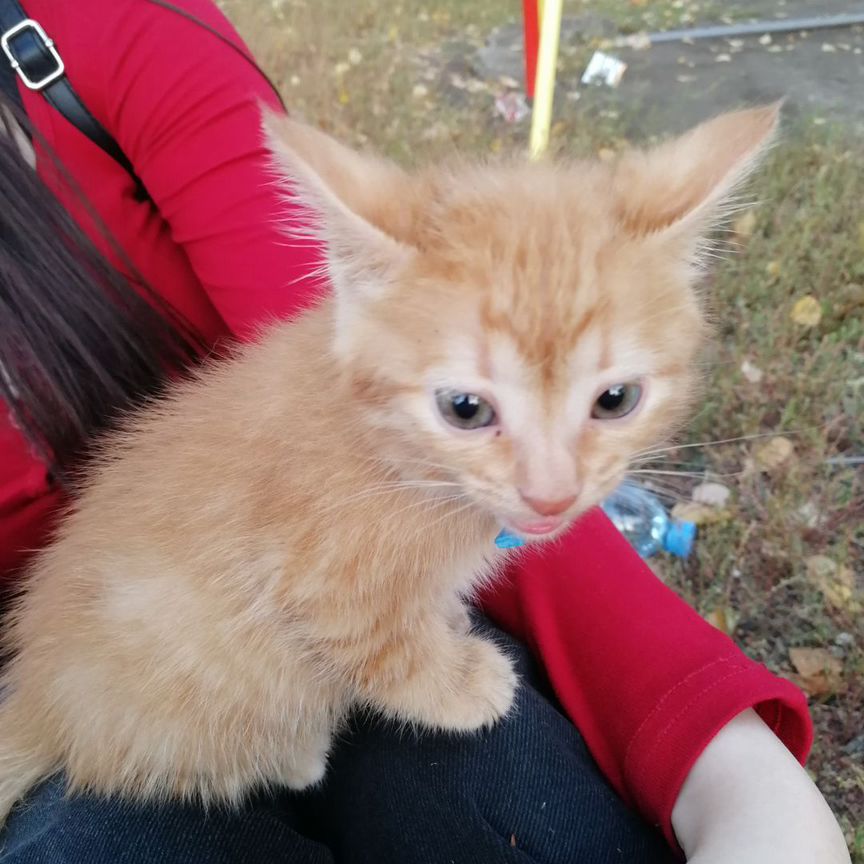 Потерялся котенок Самара