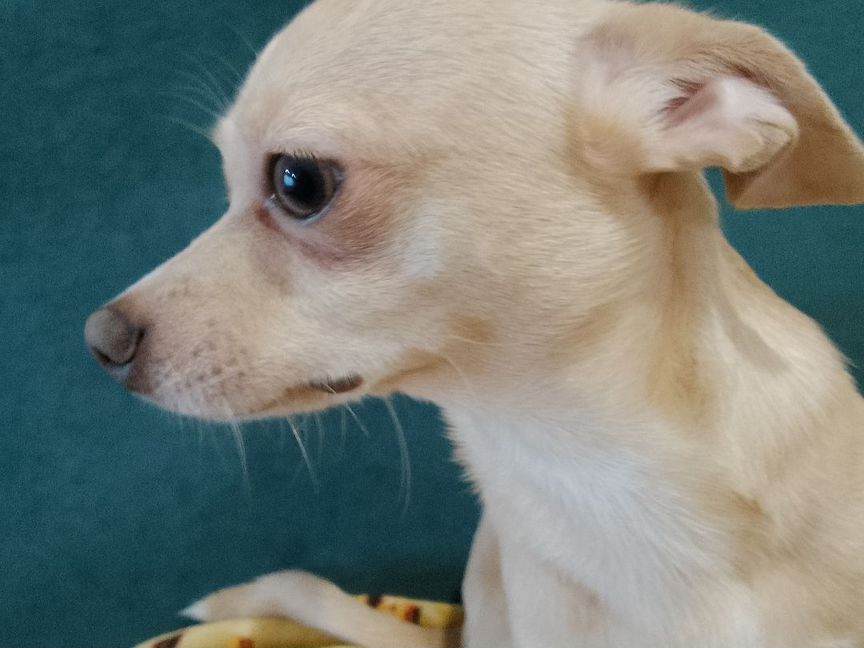 Продам собаку чихуяхуя