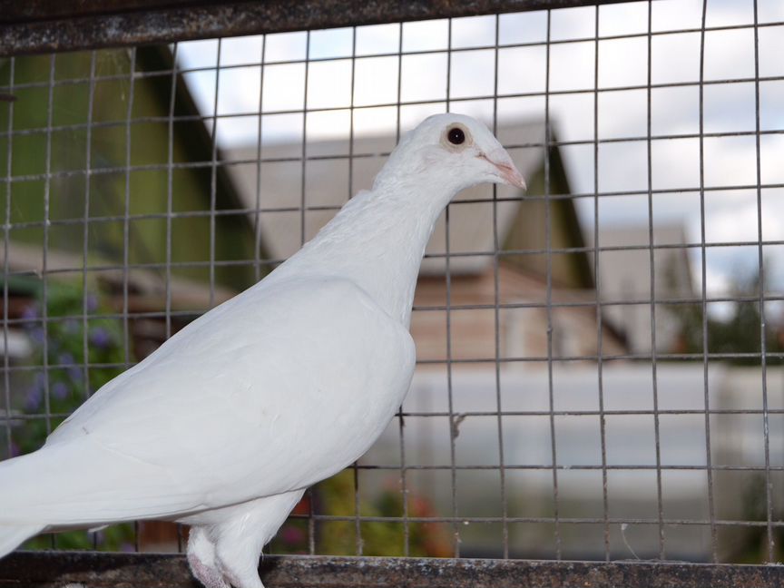 Белые спортивные голуби
