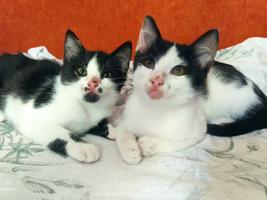 Дичайшие крысоловы