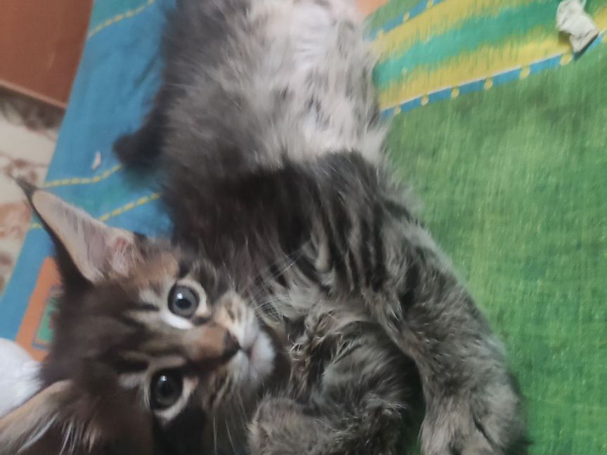 Котёнок Мейн кун