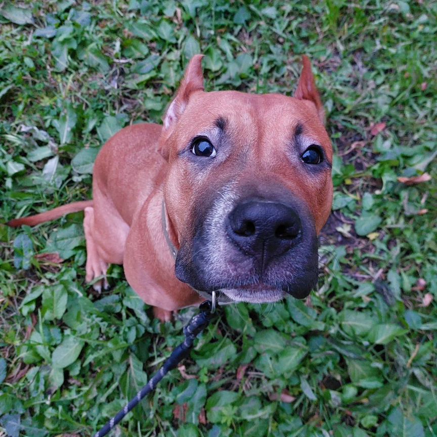 Щенок стафф