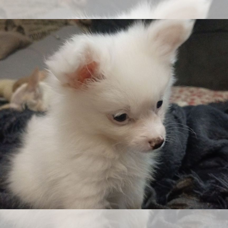 Чихуахуа, щенок