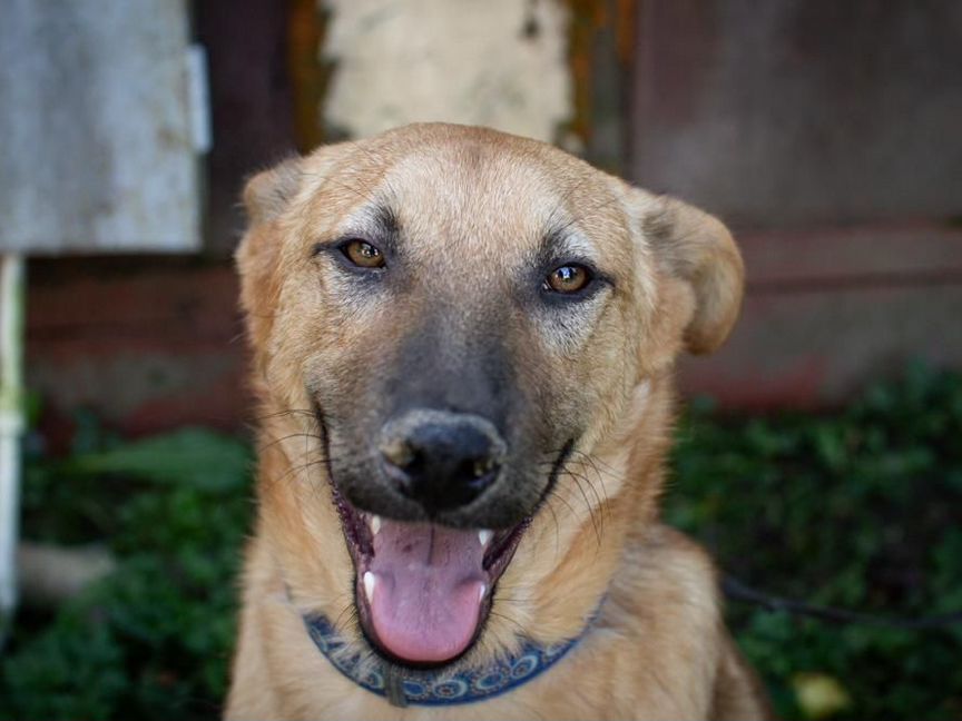 Веселая собака Стёпка в добрые руки