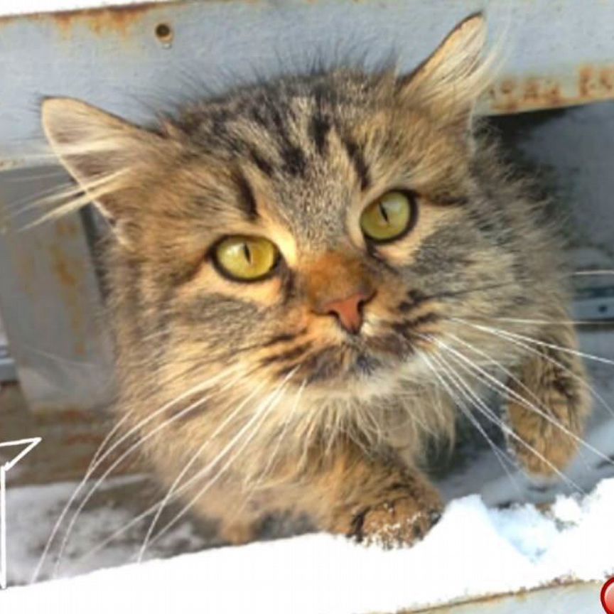 Взрослая, кошка в добрые руки