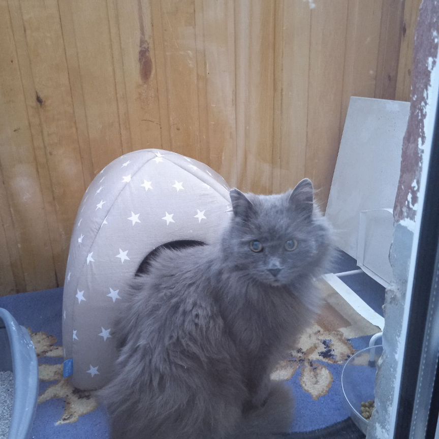 Кот нибелунг